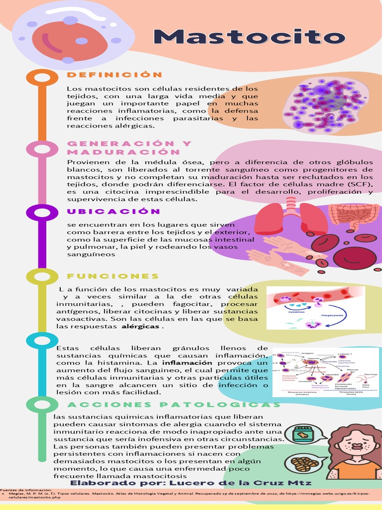 Funciones y características de mastocitos | PDF | Inflamación | Sistema ...