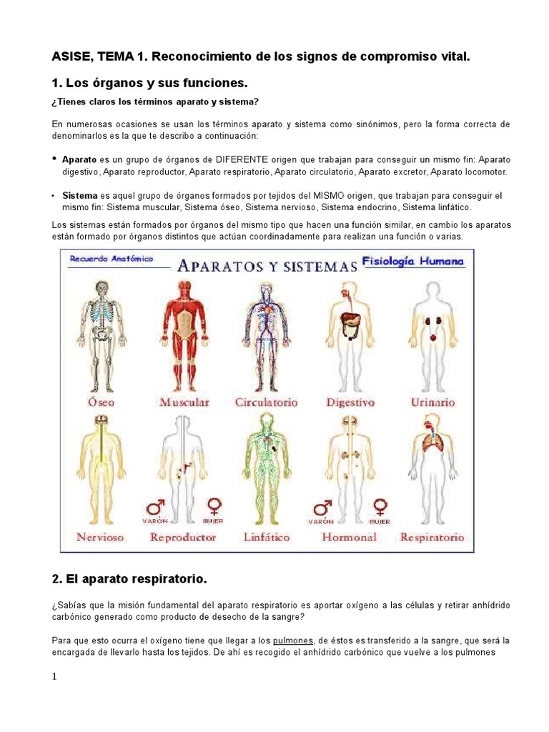 Funciones Vitales: Aparatos y Sistemas | PDF | Ventrículo (corazón ...