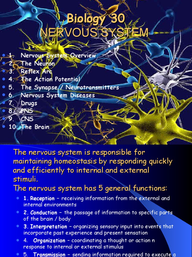 Nervous System Powerpoint | PDF | Action Potential | Neurotransmitter