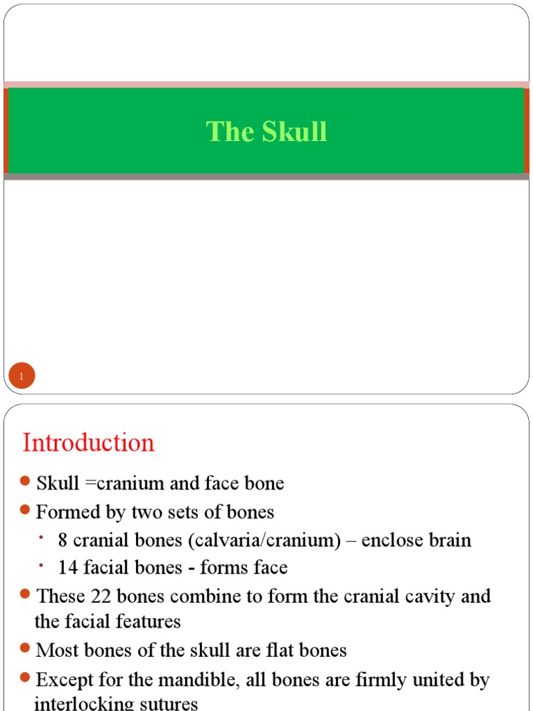 ,ana Sec 2 Head | PDF | Skull | Vein