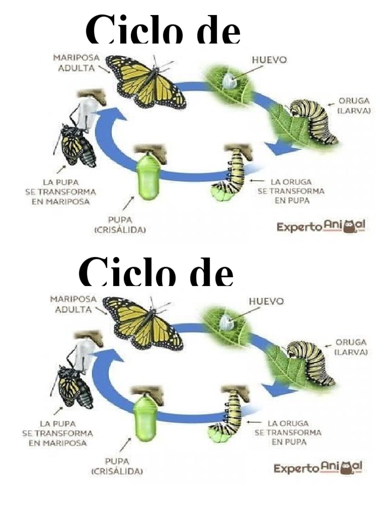 Ciclo de La Vida Actividades | PDF