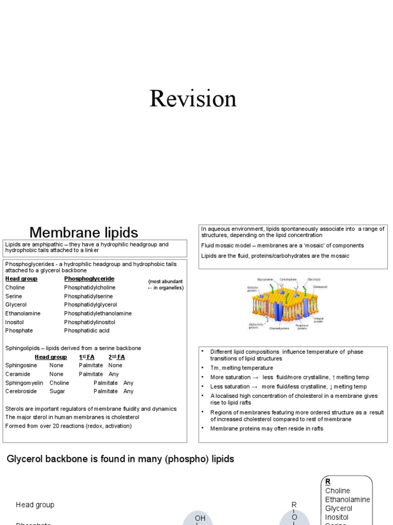BCCB2004 Midsem Revision | PDF
