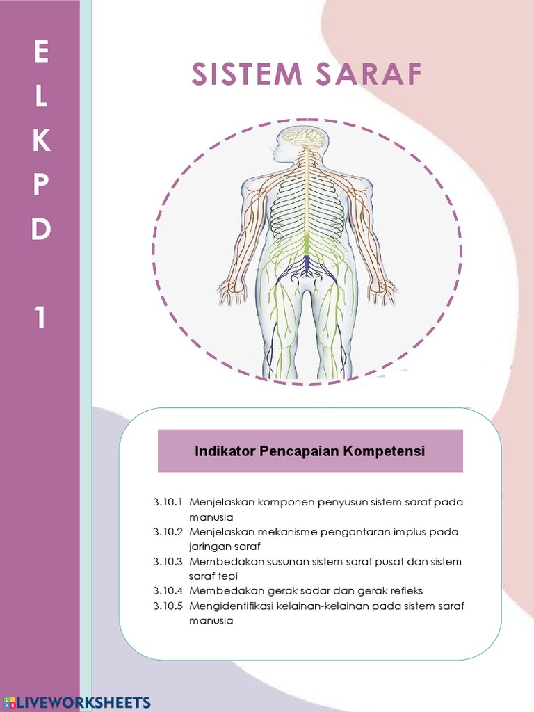 Sistem Saraf Kelas 11 | PDF