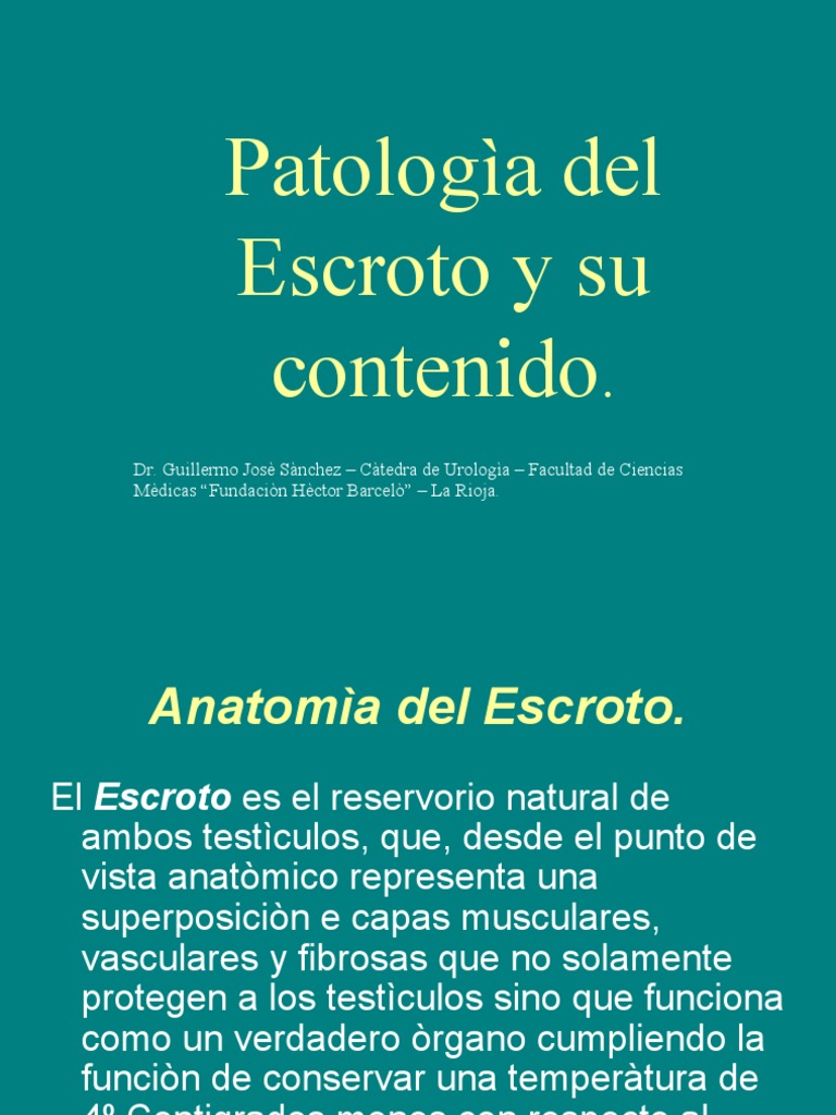 Anatomía y Patologías del Escroto | PDF