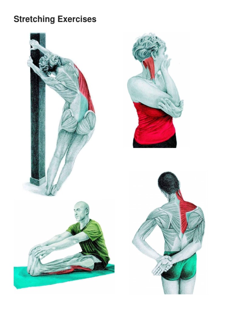 Stretching Exercises | PDF