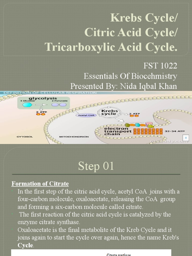 Krebs Cycle Part B | PDF | Diet & Nutrition | Chemistry