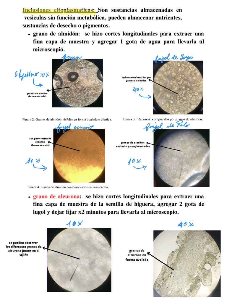 Examen de Lab BCM | PDF