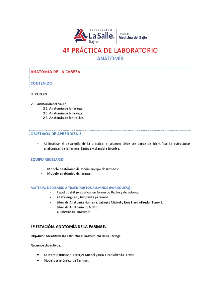 4a Práctica Lab Anatomia Del Cuello 2a Parte | PDF | Laringe | Anatomía