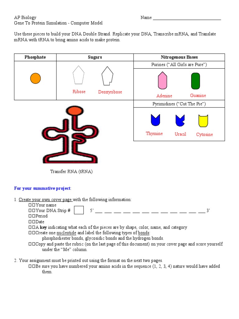 Ne To Protein Computer Model Pieces | PDF