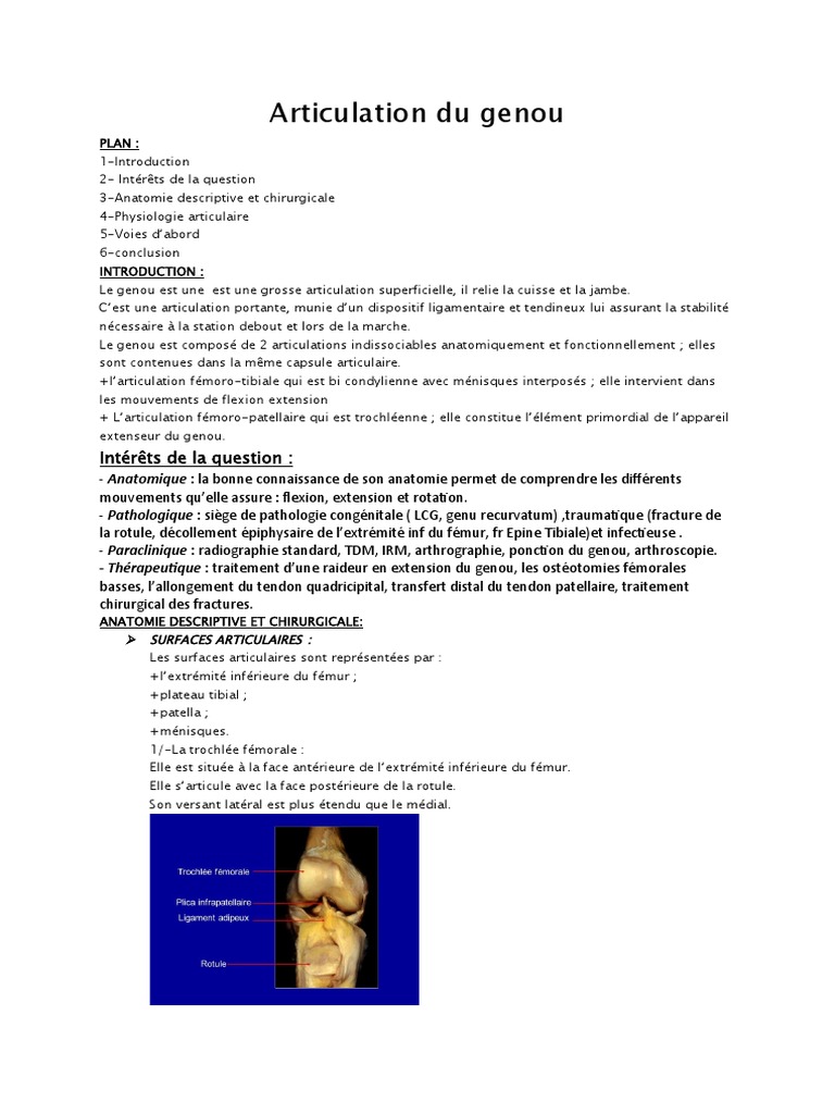 Anatomie du tendon du genou | PDF | Genou | Jambe humaine