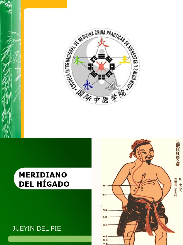 Meridiano - Higado | PDF | Rodilla | Anatomía humana