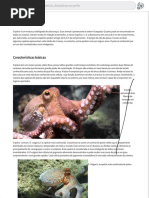 Anatomia e Reprodução do Polvo | PDF | Polvo