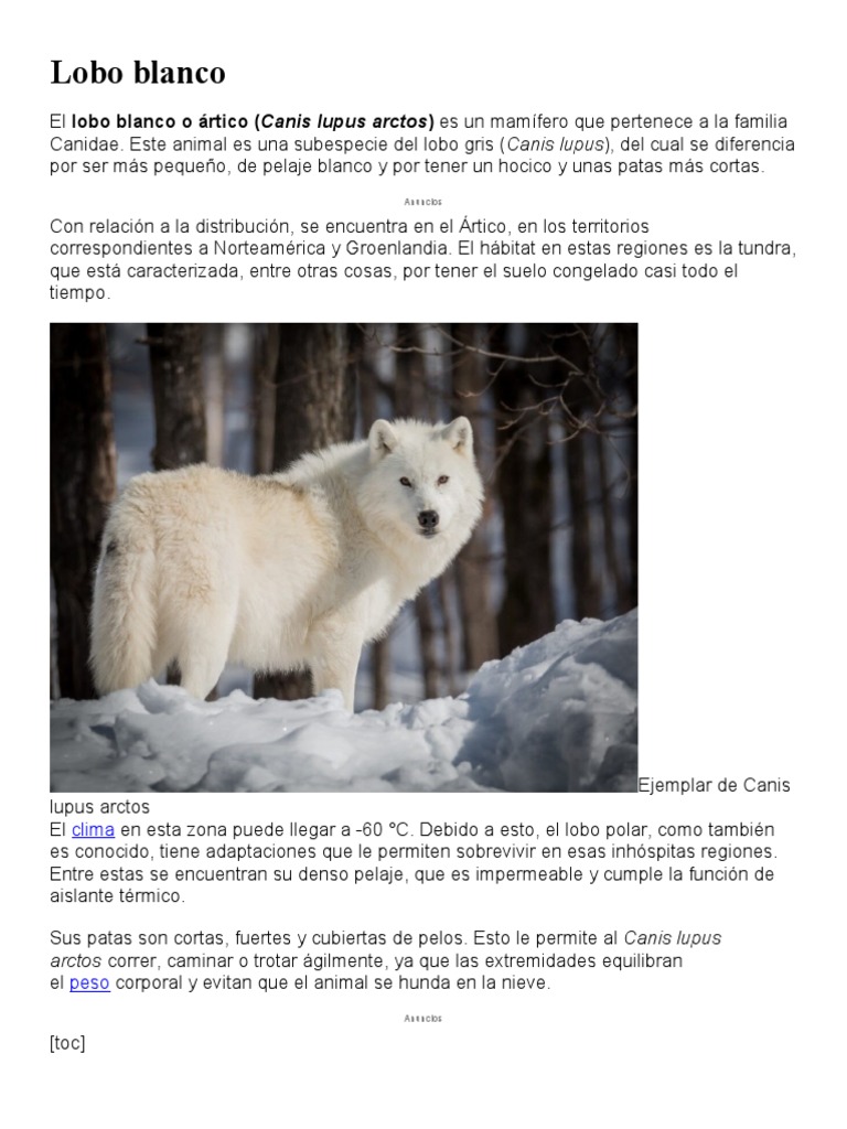 Características del lobo blanco ártico | PDF | Ártico | del perro