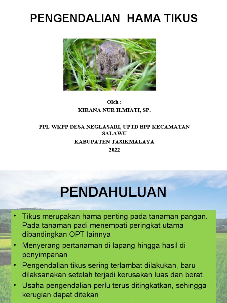 Pengendalian Tikus | PDF