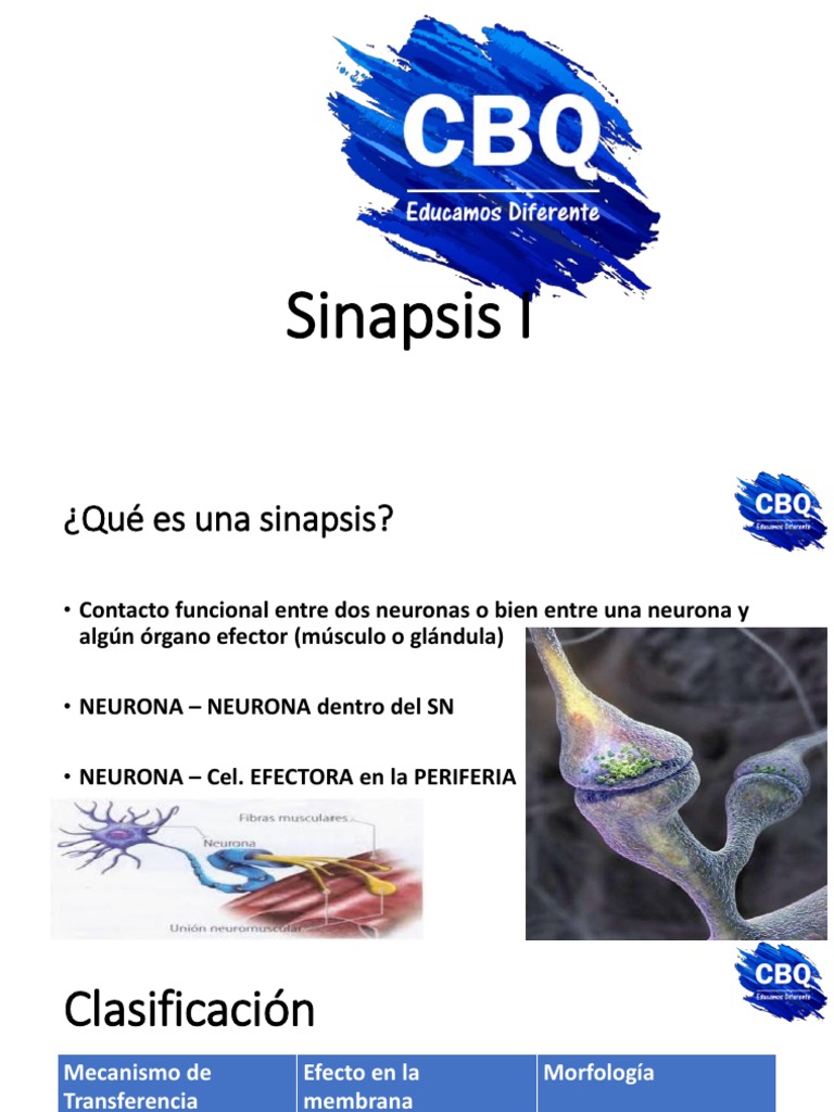 Sinapsis Uti | PDF | Sinapsis | Receptor Nmda