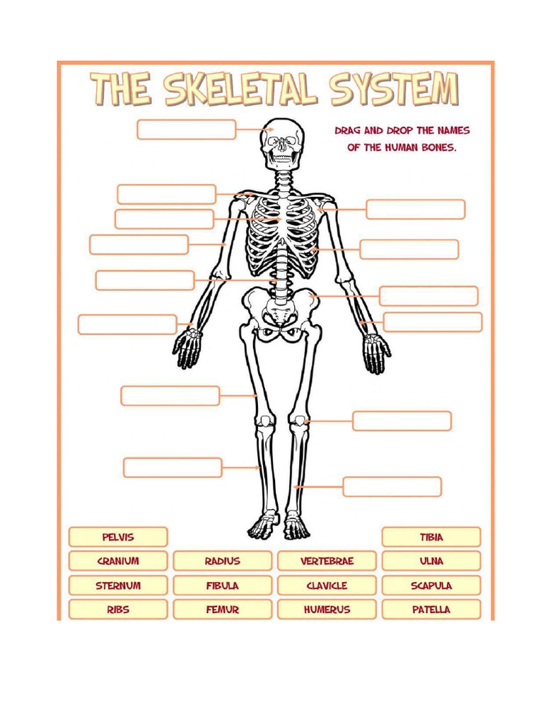 Skeleton | PDF