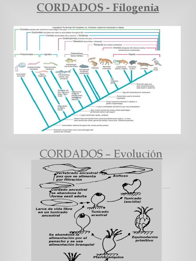 CORDADOS - Filogénia | PDF