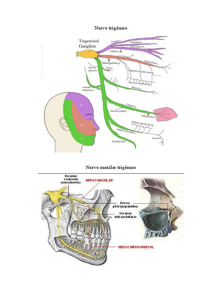 Nervo Trigêmeo | PDF | Traços faciais | Anatomia