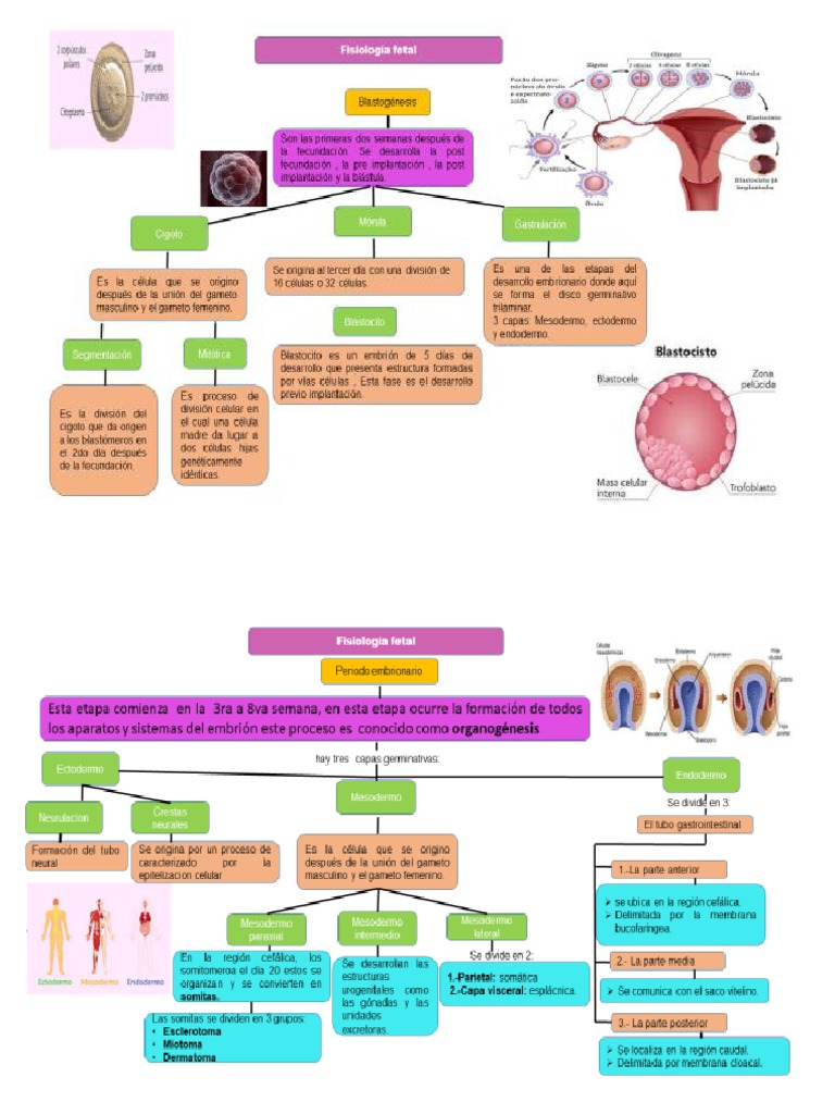 Etapas Del Desarrollo Fetal Blastogénesis, Periodo Embrionario y ...