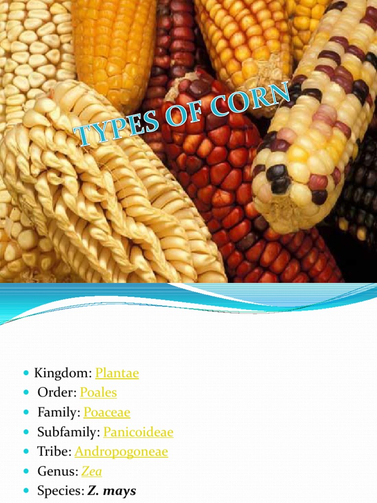 TYPES OF MAIZE | Maize | Popcorn