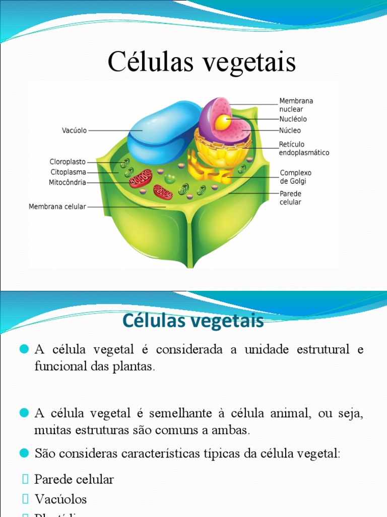 Slide - Aula 2 - Anatomia Vegetal | Download grátis PDF | Parede ...