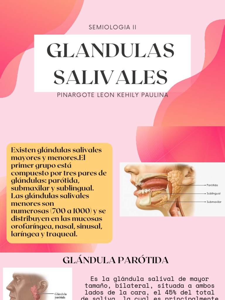 Anatomía y Funciones de Glándulas Salivales | PDF | Saliva | Sistema ...