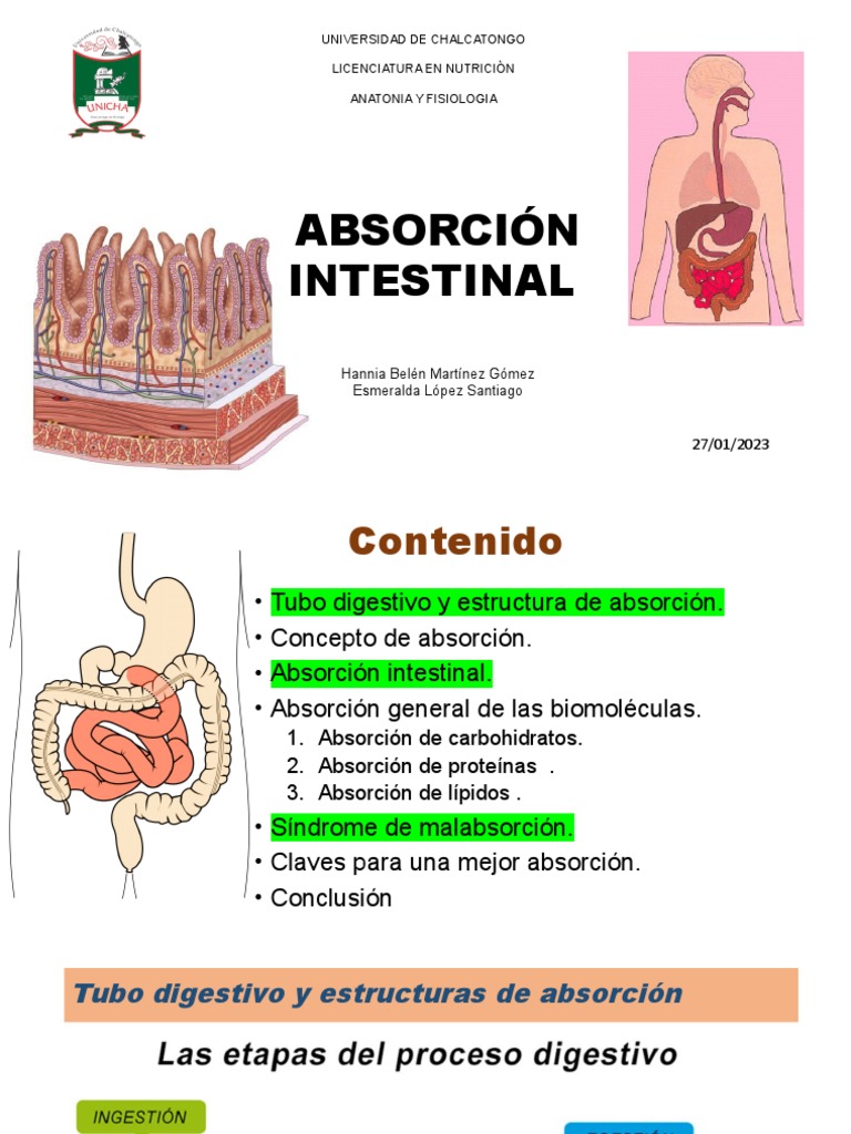 3.-Absorción Intestinal | PDF | Salud y bienestar