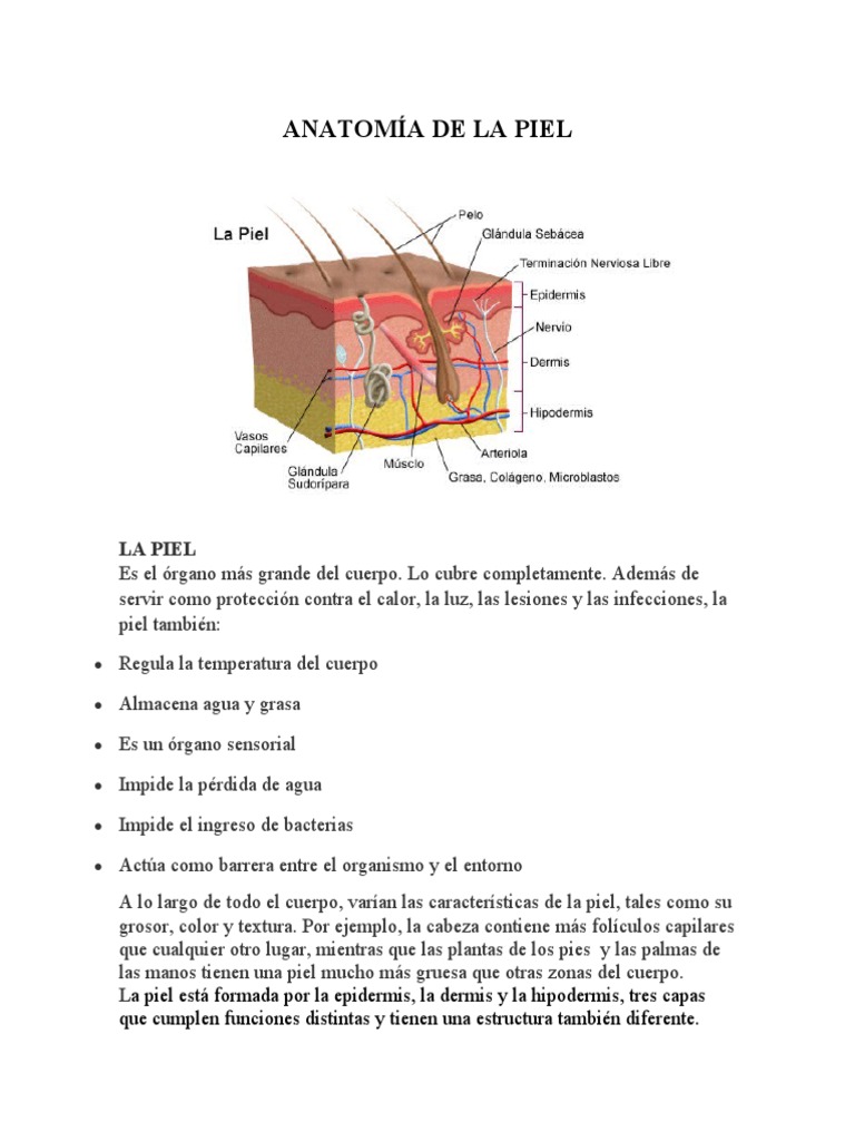 TEMA 2 ANATOMÍA DE LA PIEL | PDF