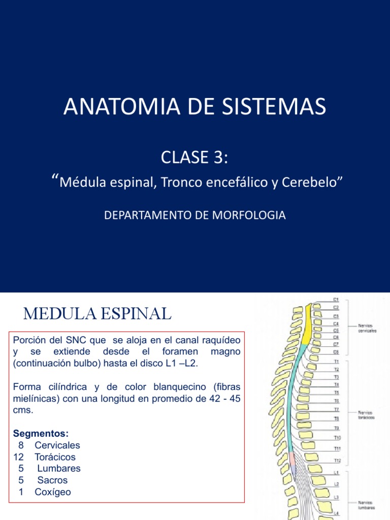 Medula Espinal Tronco Encefalo y Cerebelo | PDF