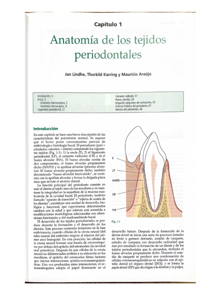 Anatomía Periodonto | PDF