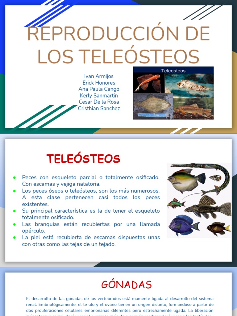 La Reproducción de Los Teleósteos y Su Aplicación en Acuacultura | PDF ...