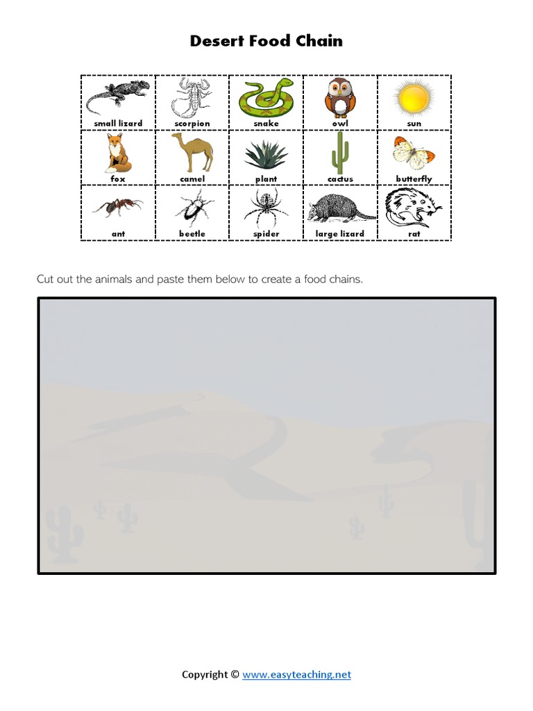 Desert Food Chain Activities | PDF
