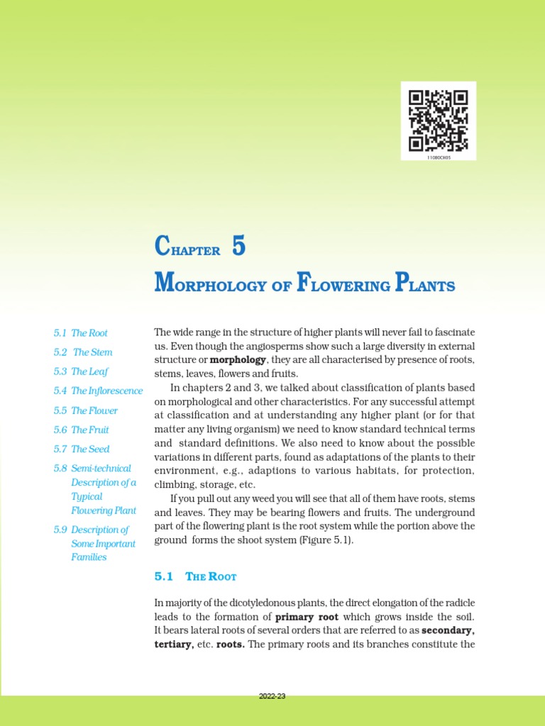 MORPHOLOGY | PDF