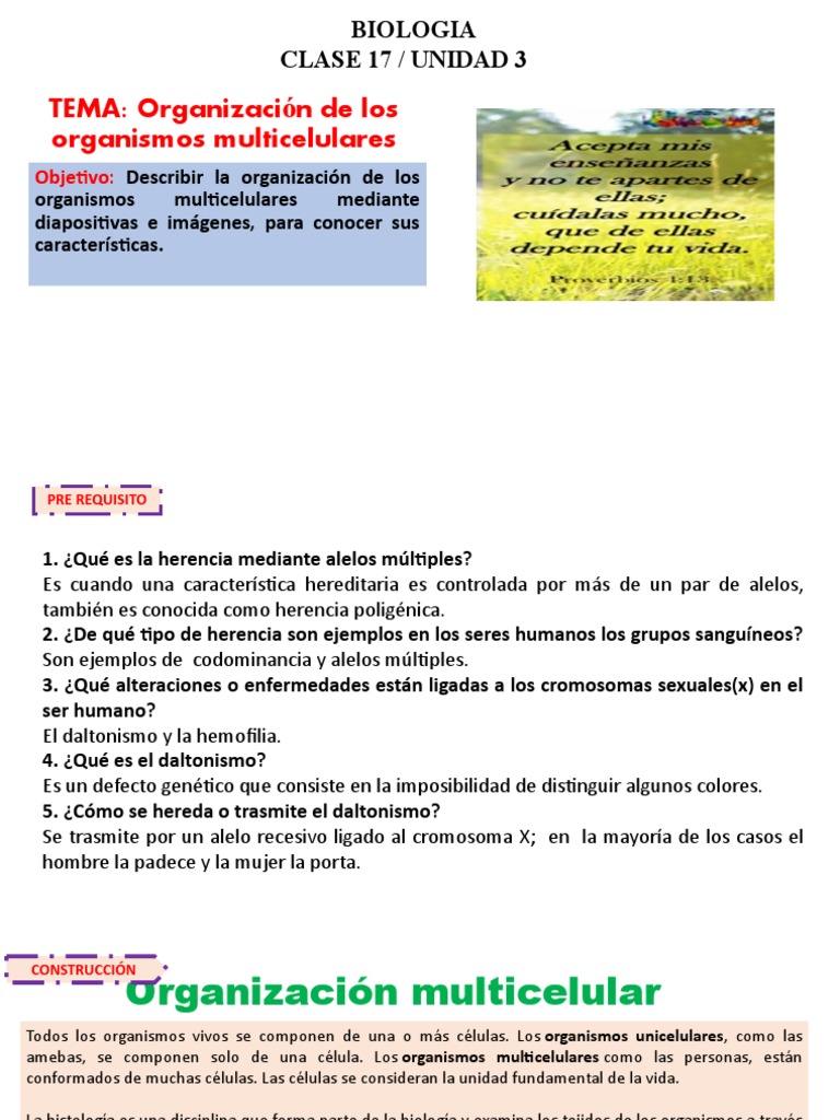 Clase 17 Unidad 3 2BGU Organizacion de Los Organismos Multicelulares | Descargar gratis PDF ...