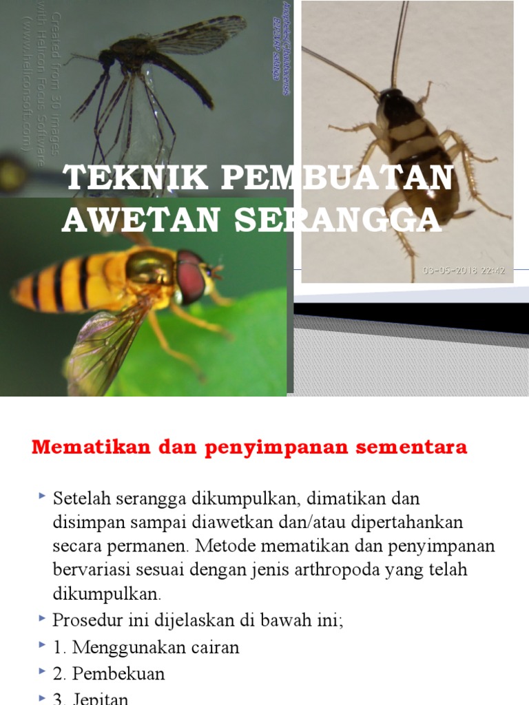 Teknik Pembuatan Awetan Serangga | PDF | Griya & Taman | Sains & Matematika