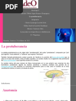 Funciones y Estructura del Puente de Varolio | PDF | Cerebelo | Cerebro