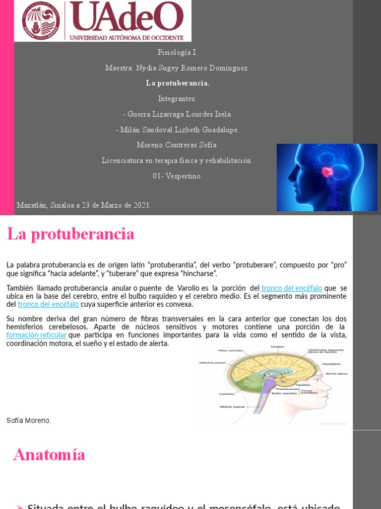 Funciones de la Protuberancia Anular | PDF | Cerebro | Anatomía humana