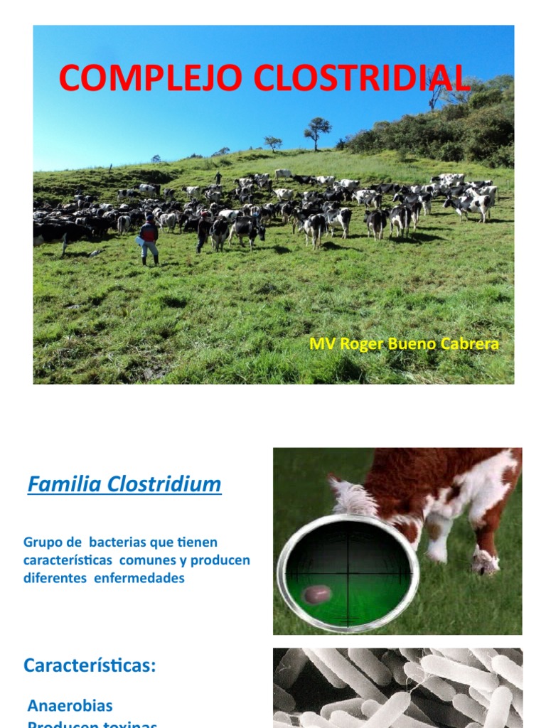 Complejo Clostridial | PDF | Epidemiología | Causas de la muerte