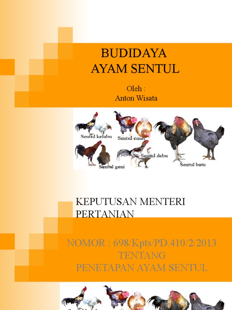 Budidaya Ayam Sentul | PDF