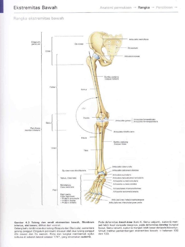 Lower Extremity | PDF