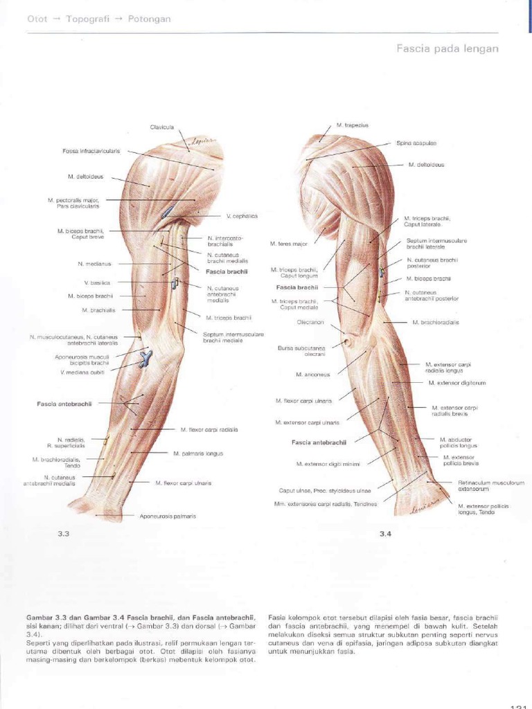 Fascia Arm | PDF