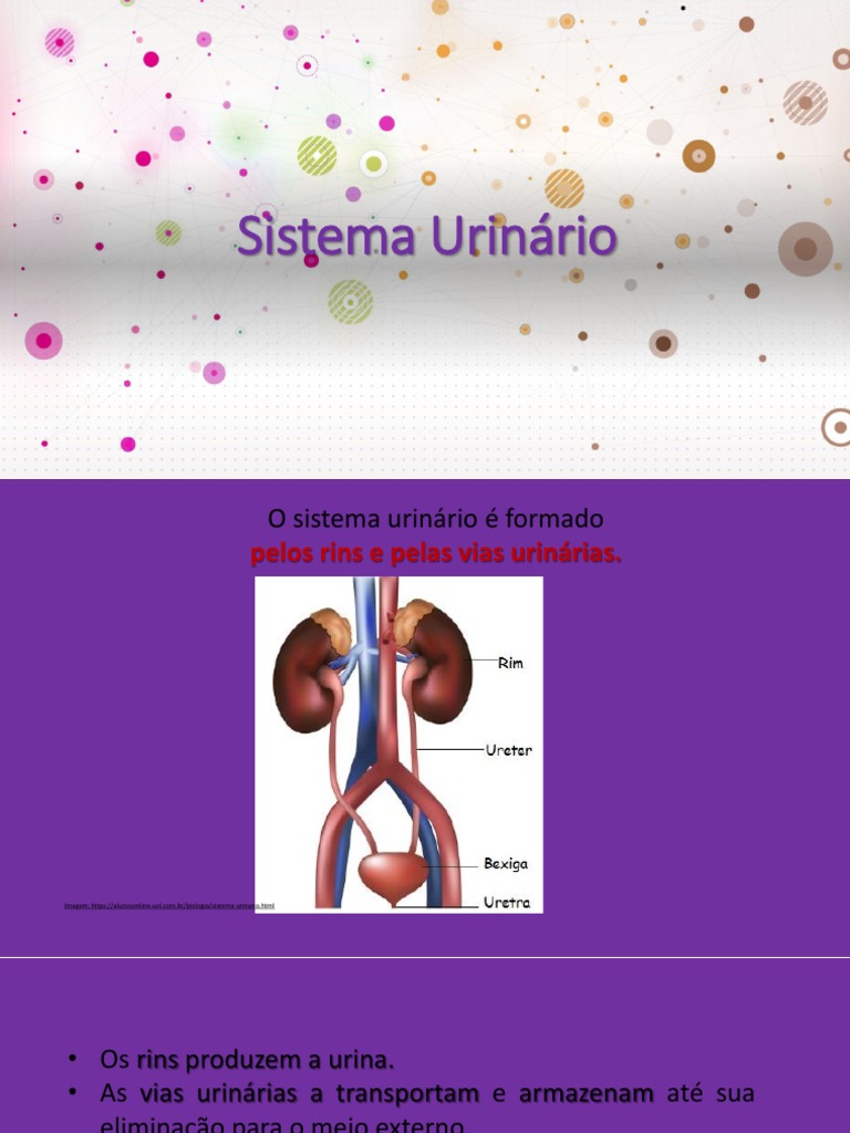 Sistema Urinário | PDF | Sistema urinário | Urina