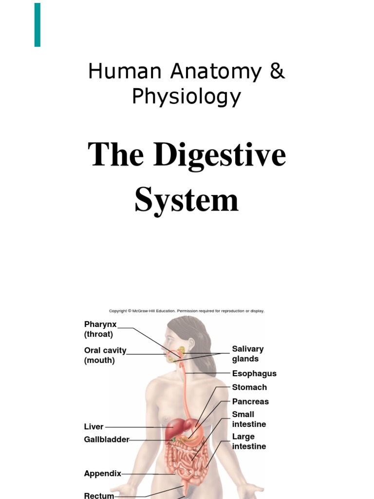 Anaphy Digestive System | PDF