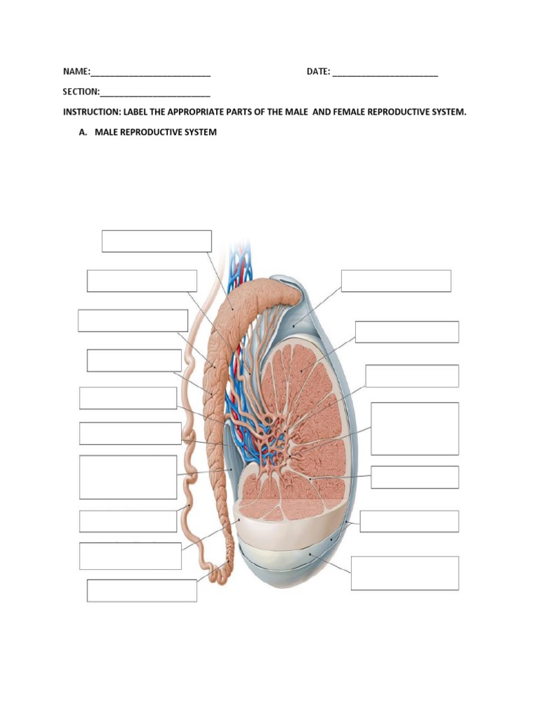 Male and Female Reproductive System Labelling Assignment | PDF