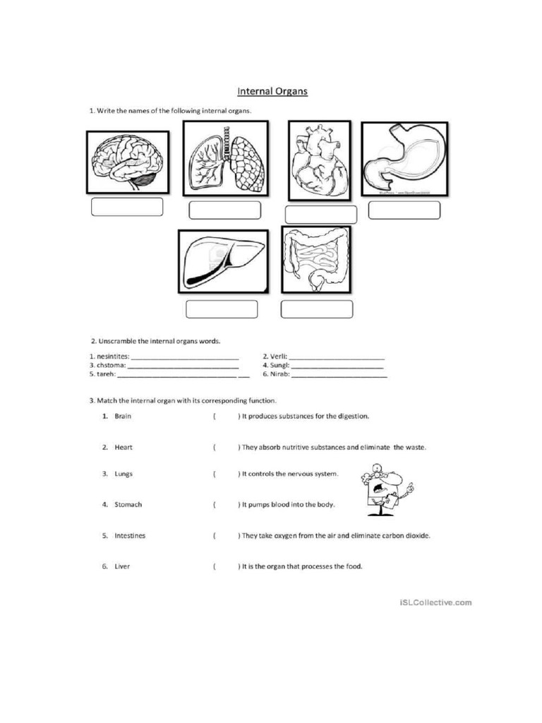 Internal Organs | PDF