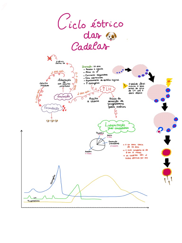 Esquema - Ciclo Éstrico Cadela | PDF