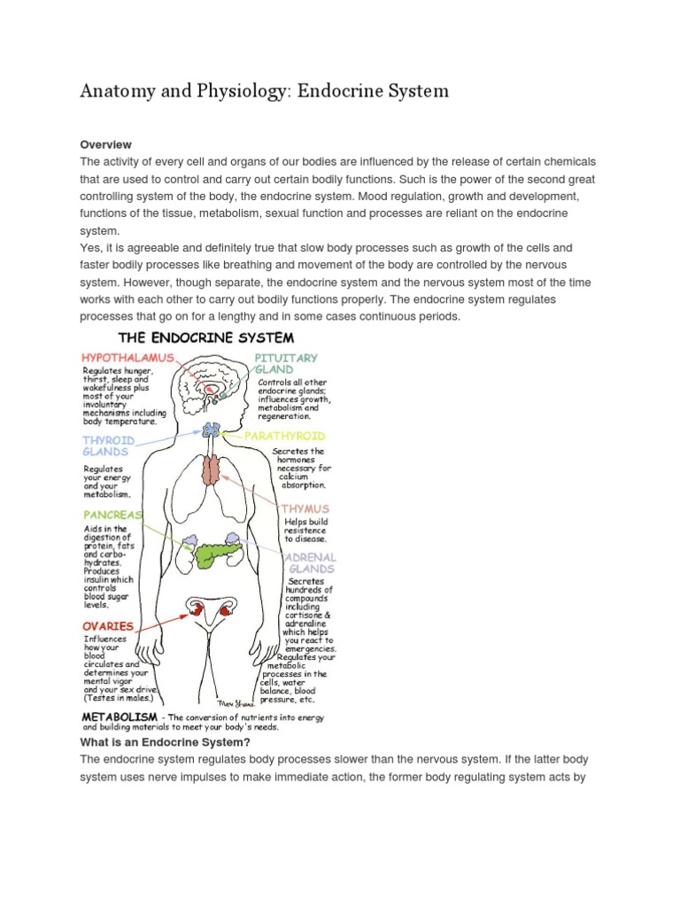 ENDOCRINE SYSTEM - Anatomy and Physiology | PDF | Adrenal Gland | Hormone