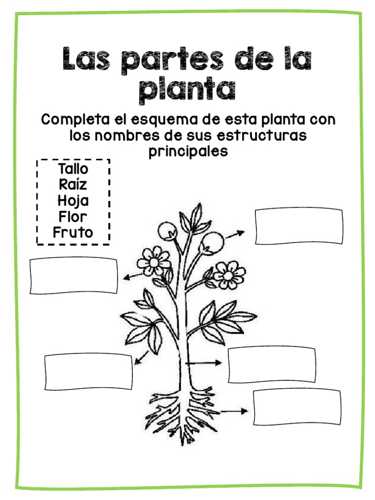 Esquema de Partes de una Planta | PDF