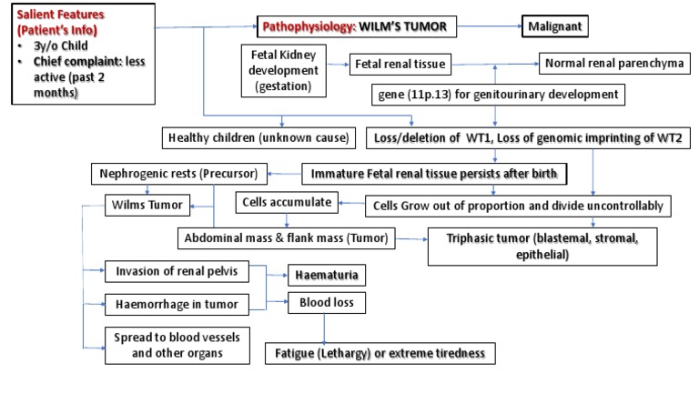 Concept Map - Wilms Tumor | PDF Concept Map - Wilms Tumor | PDF