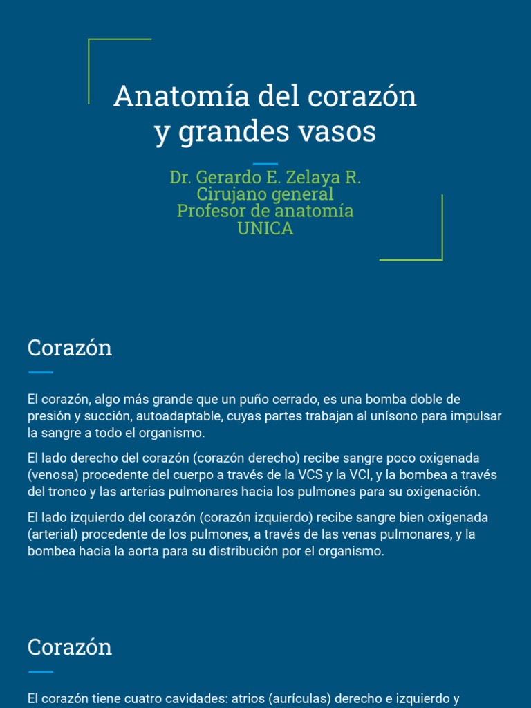 Anatomía del Corazón y Grandes Vasos | PDF | Corazón | Ventrículo (corazón)